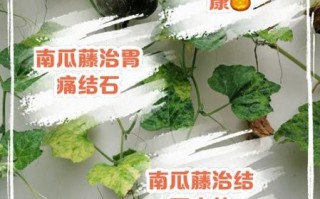 老南瓜藤的功效与作用_老南瓜藤能治什么病