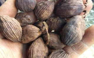 草果图片大全大图_草果长什么样