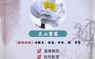 天山雪莲图片大全大图_如何辨别真假