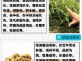 铁皮石斛怎么种_铁皮石斛种植技术与管理