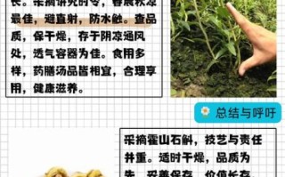 铁皮石斛怎么种_铁皮石斛种植技术与管理