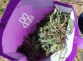 袋装山野菜怎么保存_袋装山野菜的做法大全