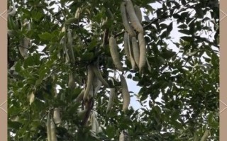 皂荚树拼音怎么写_皂荚树有什么功效