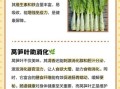 莴苣叶怎么吃_莴苣叶的功效与作用