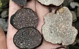 黑松露适合什么人吃_孕妇能吃黑松露吗