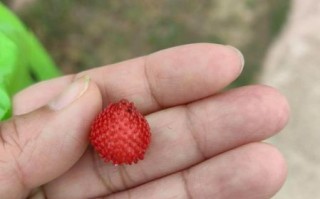 蛇莓果可以生吃吗_蛇莓果生吃安全吗