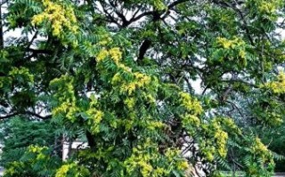 吃了臭椿有什么后果_中毒症状多久出现