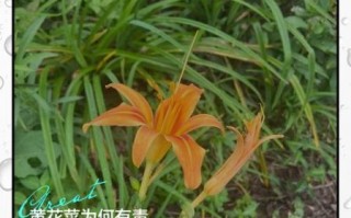 黄花菜怎么吃没毒_新鲜黄花菜去毒方法