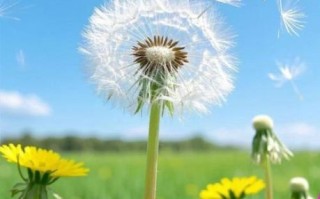 蒲公英图片大全大图_如何拍摄高清蒲公英特写