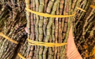 铁皮石斛多少钱一斤_正宗铁皮石斛价格