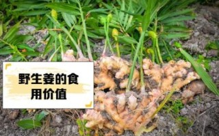 野生姜的功效与作用_野生姜怎么吃效果最好