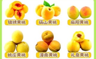 黄桃的功效与作用及禁忌_什么人不能吃黄桃