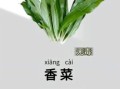 香菜又叫什么名字_香菜别名大全