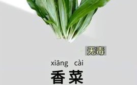香菜又叫什么名字_香菜别名大全