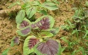 苋怎么读拼音_苋字常见组词