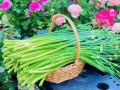 蒜苔价格最新行情走势图_蒜苔价格为什么上涨
