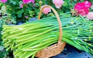 蒜苔价格最新行情走势图_蒜苔价格为什么上涨