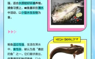 鲇鱼图片_如何分辨鲇鱼与鲶鱼