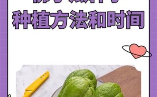 佛手瓜怎么种_佛手瓜种植时间和方法