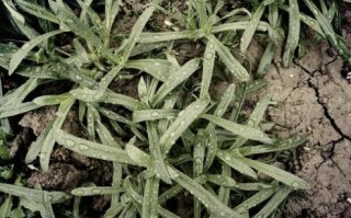 野菜面条菜长什么样_面条菜和面条有关系吗