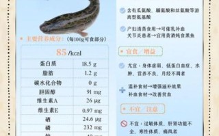 黑鱼的功效与作用_黑鱼适合什么人吃