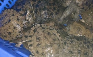 甲鱼苗一年能长多大_甲鱼苗一年能长多少斤