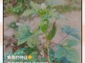 黄葵胶囊的功效与作用_黄葵胶囊适合什么人吃