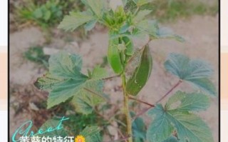 黄葵胶囊的功效与作用_黄葵胶囊适合什么人吃