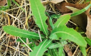 曲曲菜的功效与禁忌_什么人不能吃