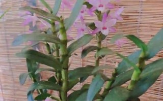 金钗石斛花图片_如何辨别真假
