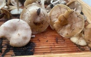 野生白蘑菇怎么辨别_野生白蘑菇图片大全集