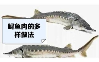 鲟鱼和中华鲟的区别_中华鲟是鲟鱼吗