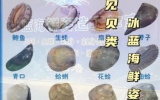 贝类海鲜名称对照表_常见贝类怎么区分