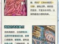 海肠怎么处理_海肠怎么清洗才干净