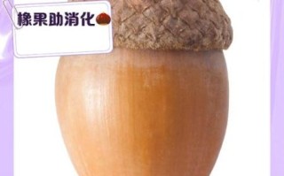 橡子果有什么药用价值_橡子果怎么吃才养生