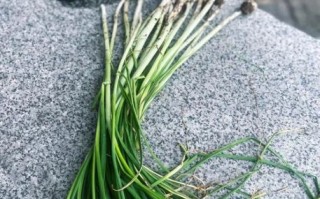 野山葱图片_野山葱怎么辨别真假 野山葱图片_野山葱怎么辨别真假