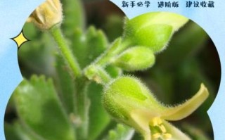 熊掌花有毒吗_熊掌花怎么养