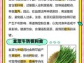 韭菜和什么不能一起吃_韭菜相克食物有哪些
