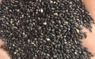 炒黑芝麻怎么炒不糊_黑芝麻炒香技巧