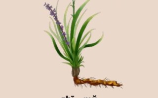 知母的功效与作用_知母能降血糖吗