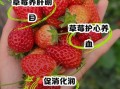 吃草莓的好处和坏处_草莓吃多了会上火吗