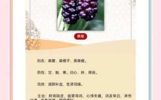 黑桑葚的功效与作用_黑桑葚怎么吃效果最好