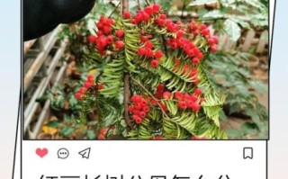 红豆杉图片大全大图_如何辨别真假红豆杉