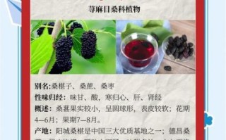 桑葚有什么功效与作用_桑葚怎么吃效果最好