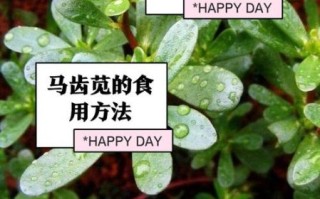 马齿菜的功效与作用禁忌_马齿菜什么人不能吃
