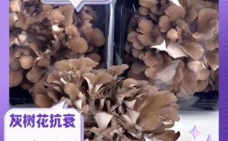 灰树花有什么功效与作用_灰树花禁忌人群有哪些