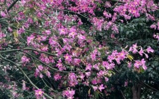 紫荆树图片怎么拍_紫荆树花期多久