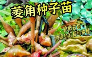 菱角怎么种_菱角种植技术视频教程