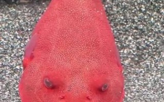 狗头鱼吃什么_狗头鱼能吃什么