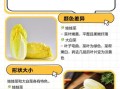 娃娃菜和大白菜的区别_哪个更营养